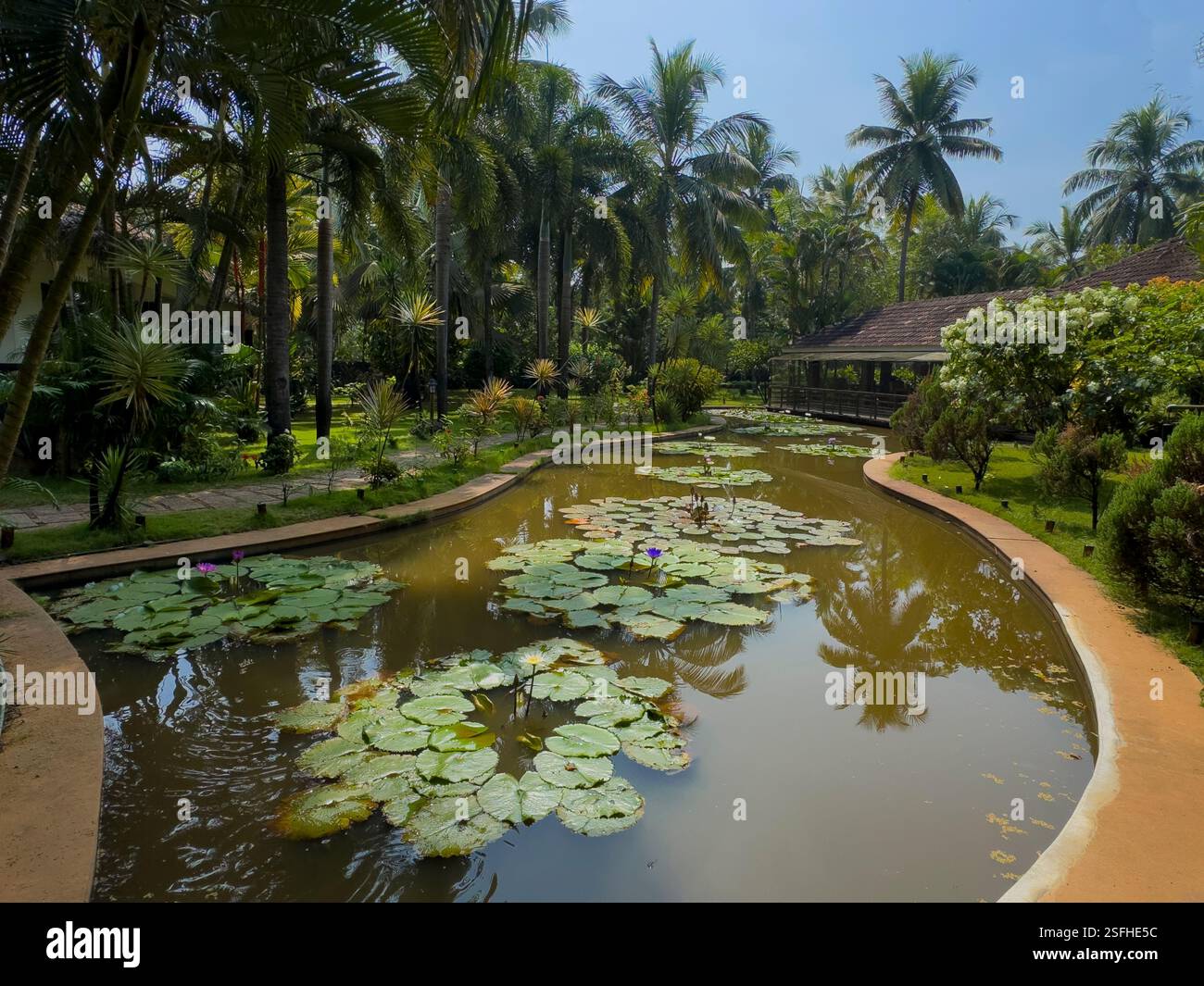 Lotus pond at the Malabar Resort in Nileshwar - Kerala, India Stock ...