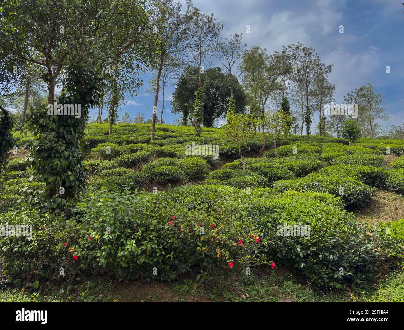 Tea plantations are a major agricultural crop in Wayanad District ...