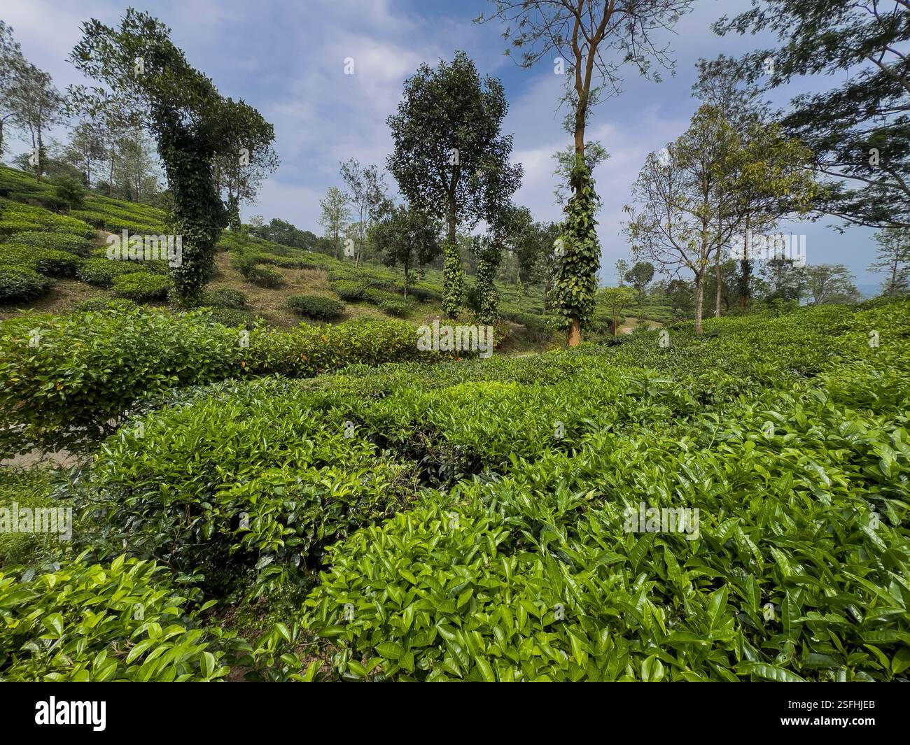 Tea plantations are a major agricultural crop in Wayanad District ...