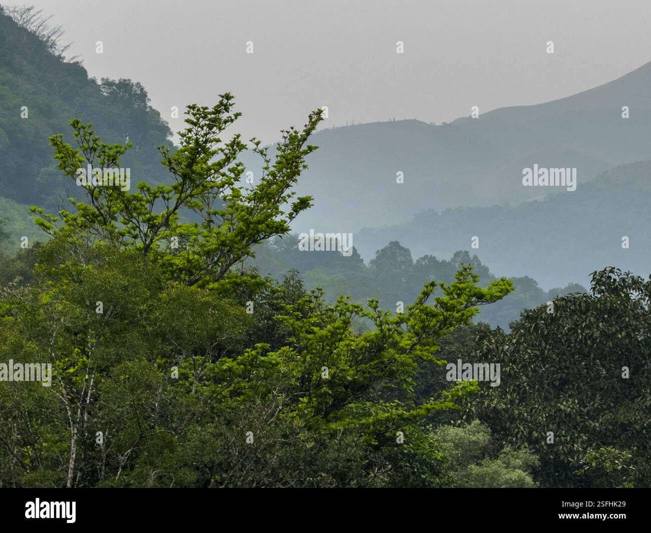 The pristine rainforest reserve at Fringeford, a nature preserve and ...