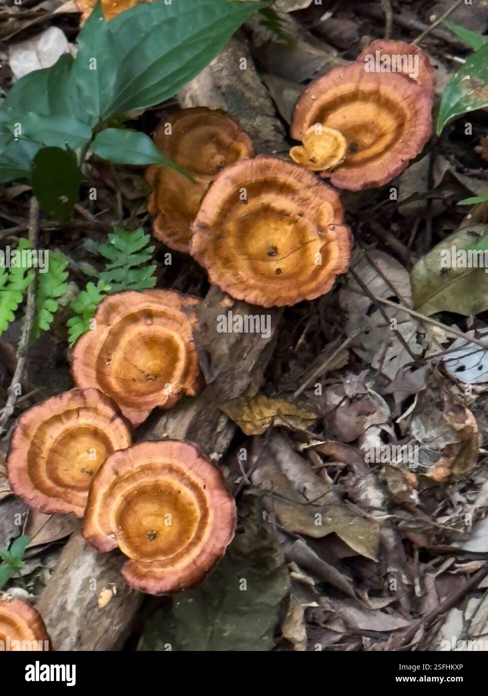 Fungi grows on a log in he pristine rain forest reserve at Fringeford ...