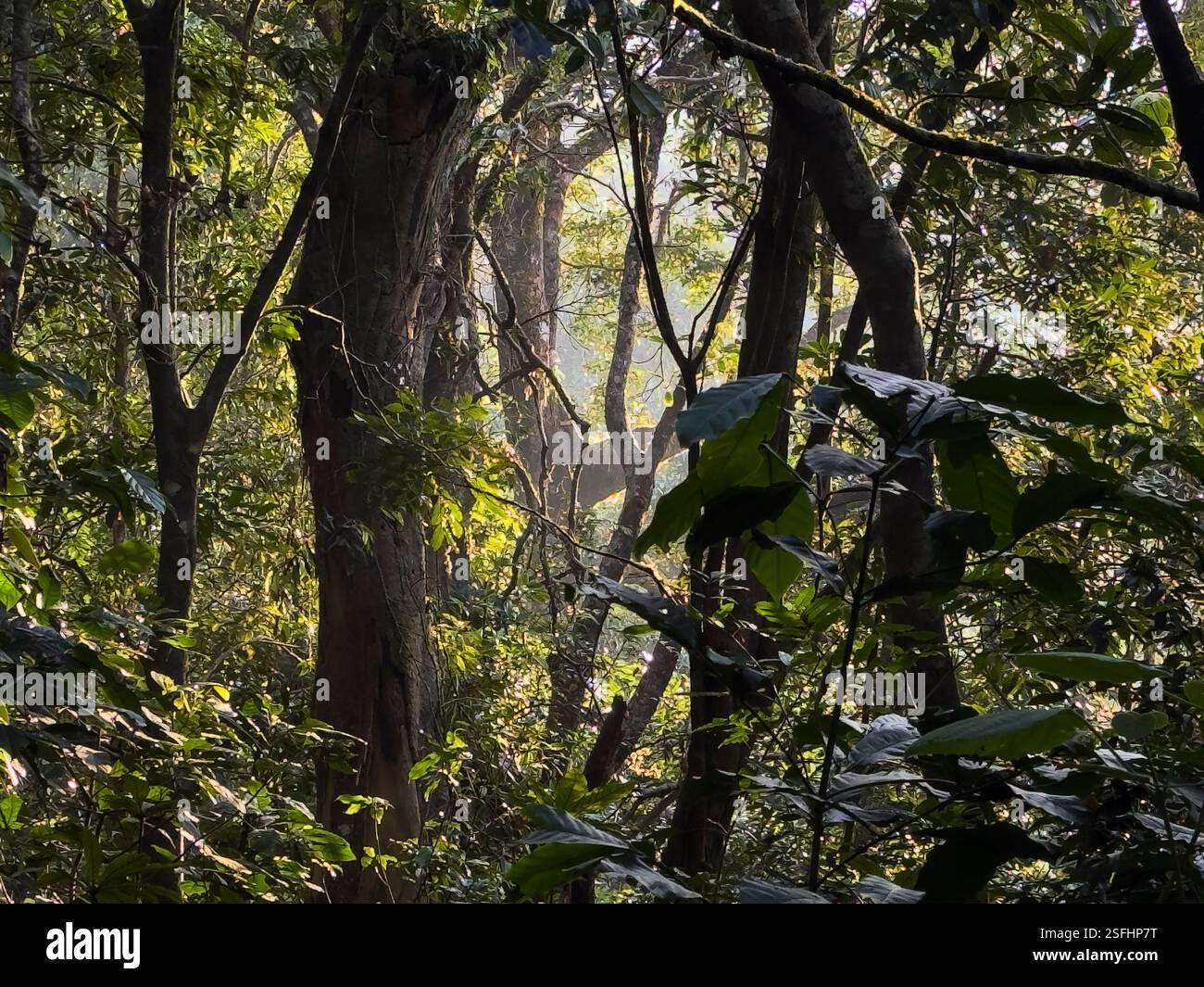 The pristine rainforest reserve at Fringeford, a nature preserve and ...