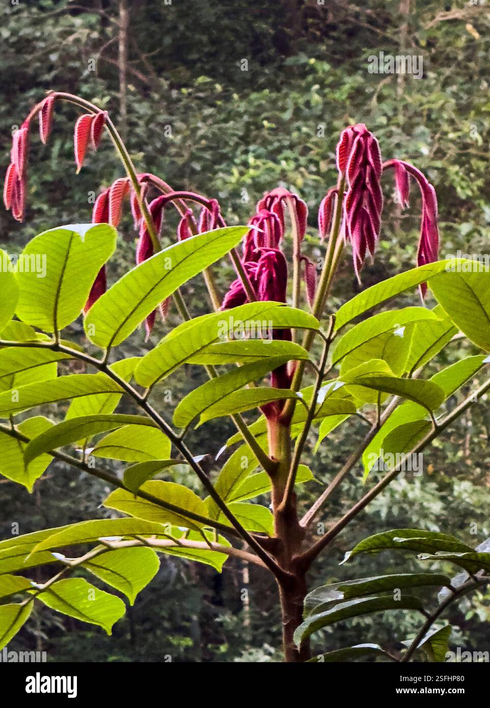 A native plant in bloom in the pristine rainforest reserve at ...