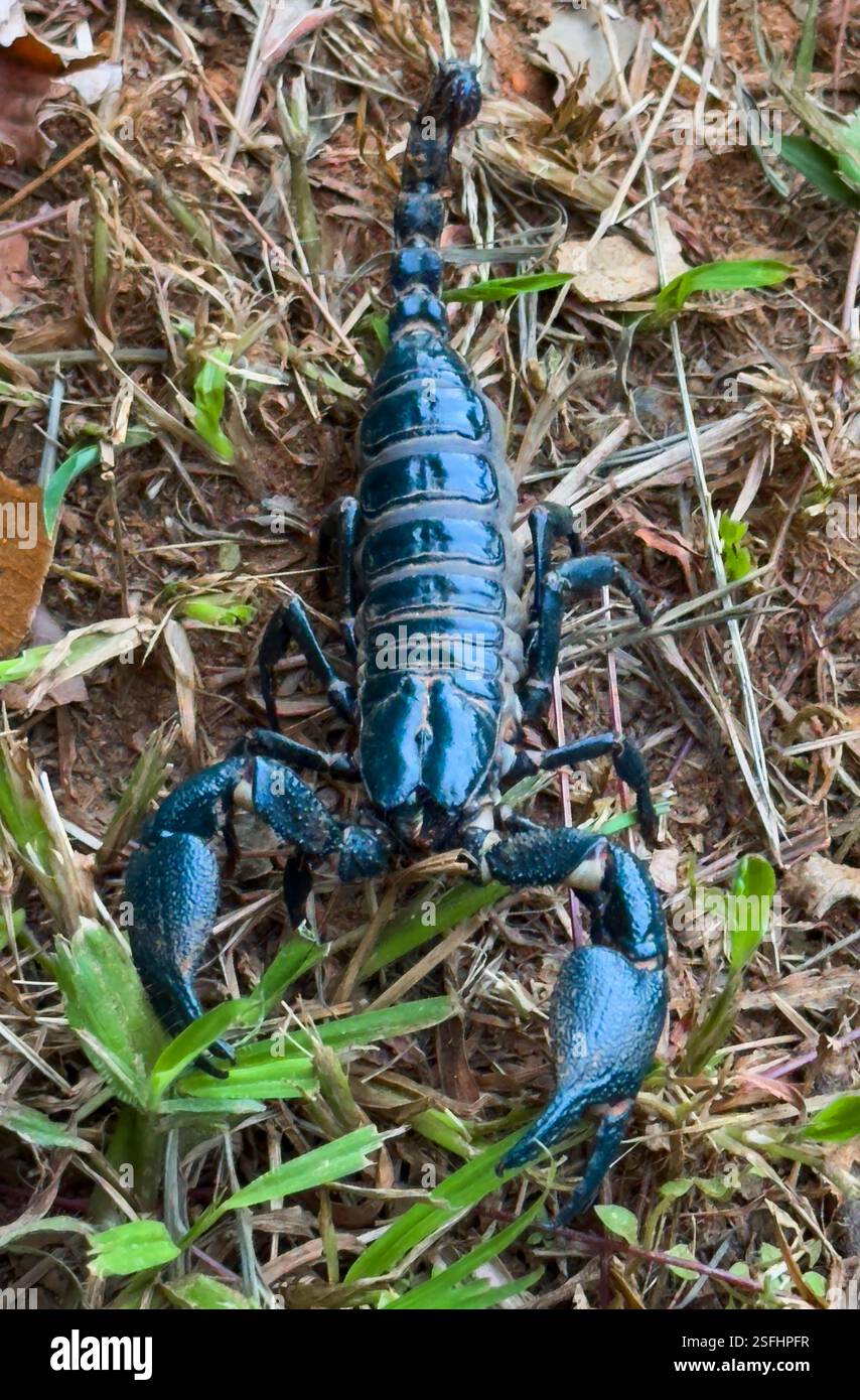 Giant blue scorpian hi-res stock photography and images - Alamy