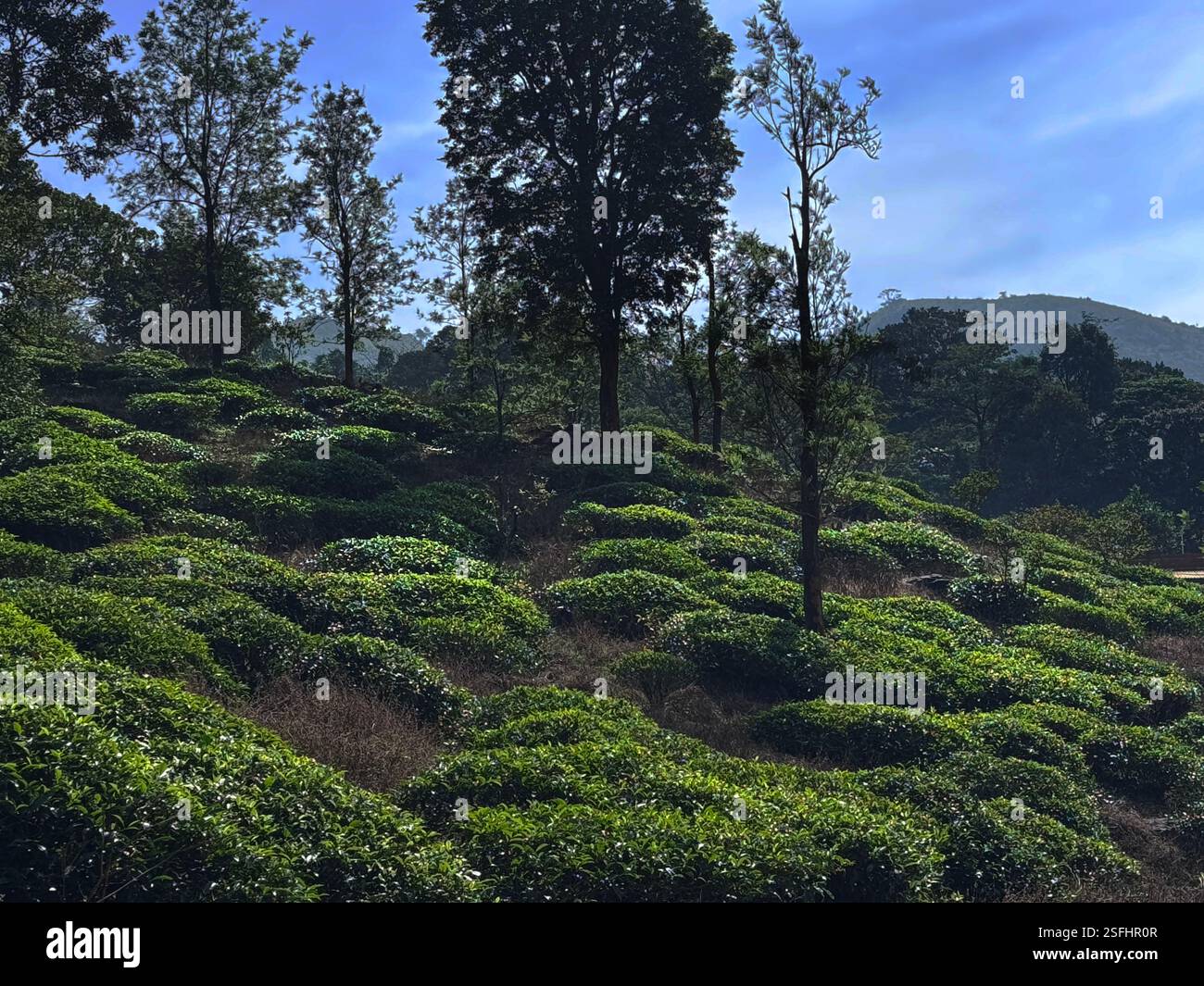 Tea plantation in Kerala State - India Stock Photo - Alamy