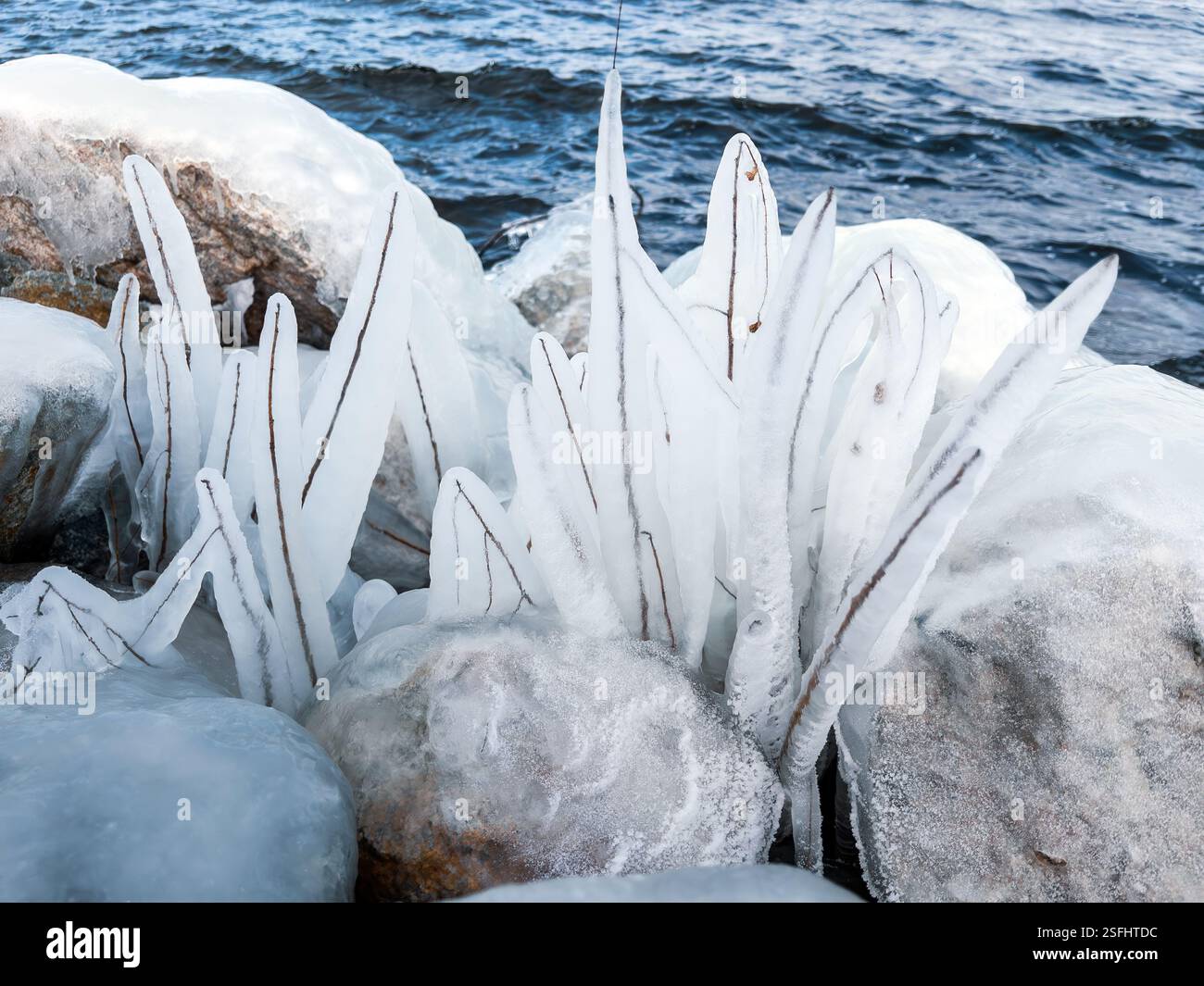 A crisp, daytime photograph capturing plants encased in crystal-clear ...