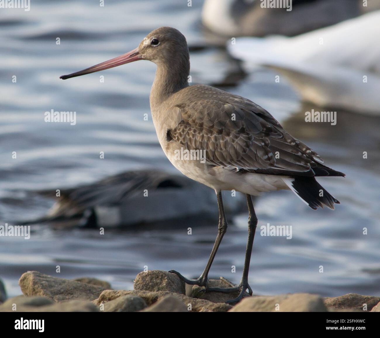 Black Tailed Godwit (Limosa limosa) taken at WWT Martin Mere ...