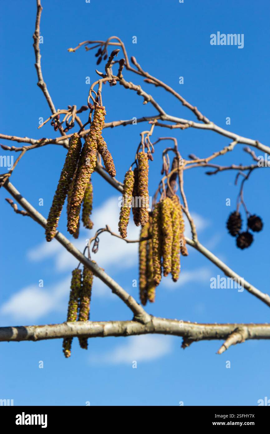 Small branch of black alder Alnus glutinosa with male catkins and ...