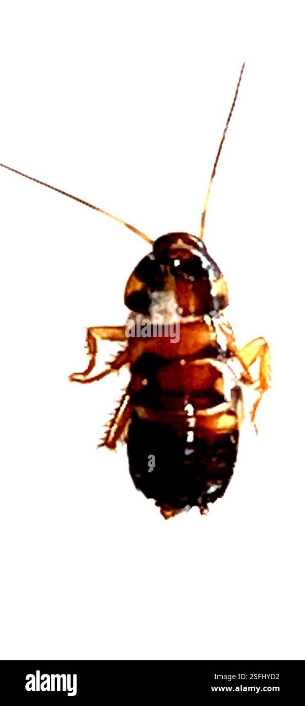 Australian Cockroach (Periplaneta australasiae), Insecta Stock Photo ...