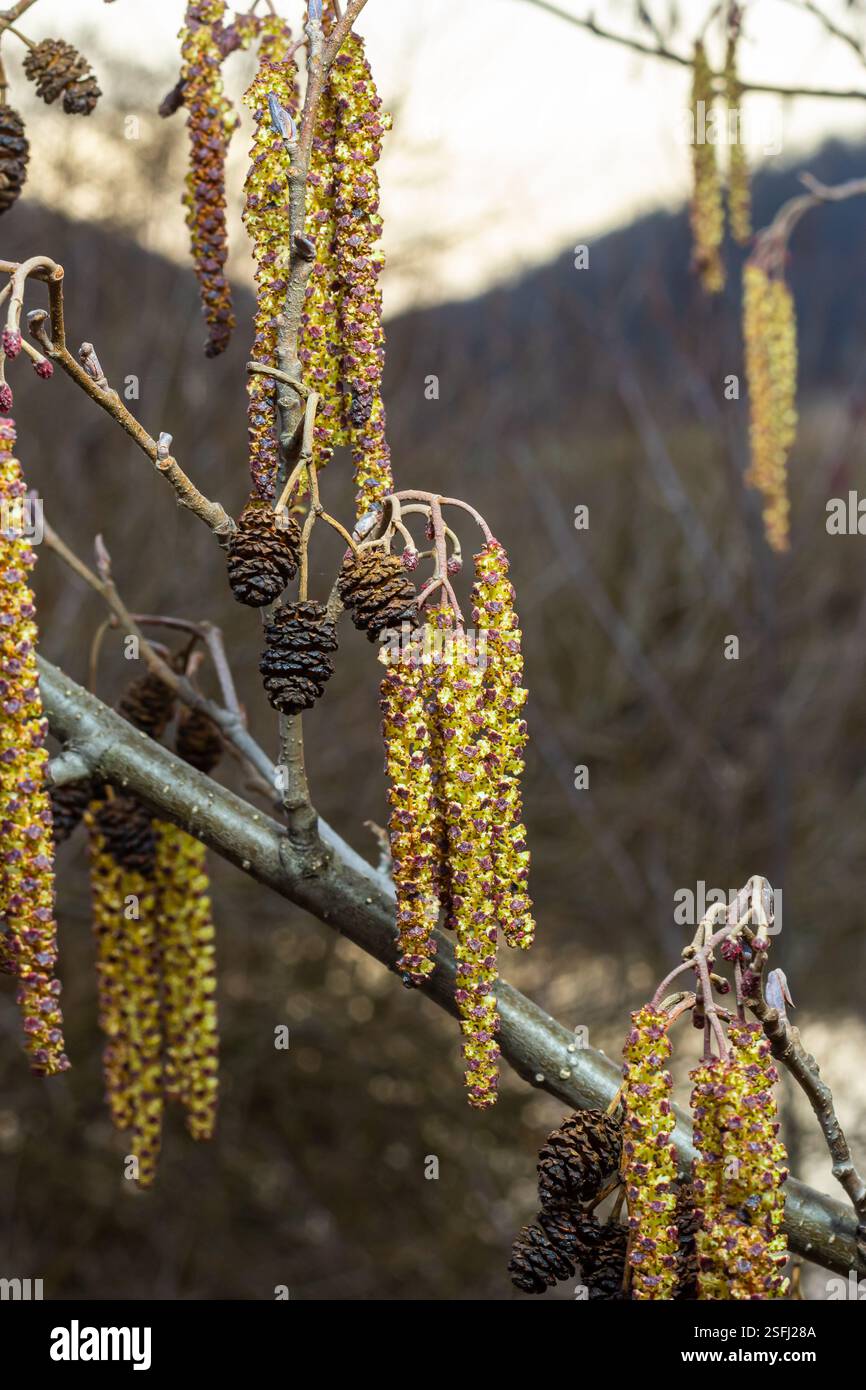 Small branch of black alder Alnus glutinosa with male catkins and ...