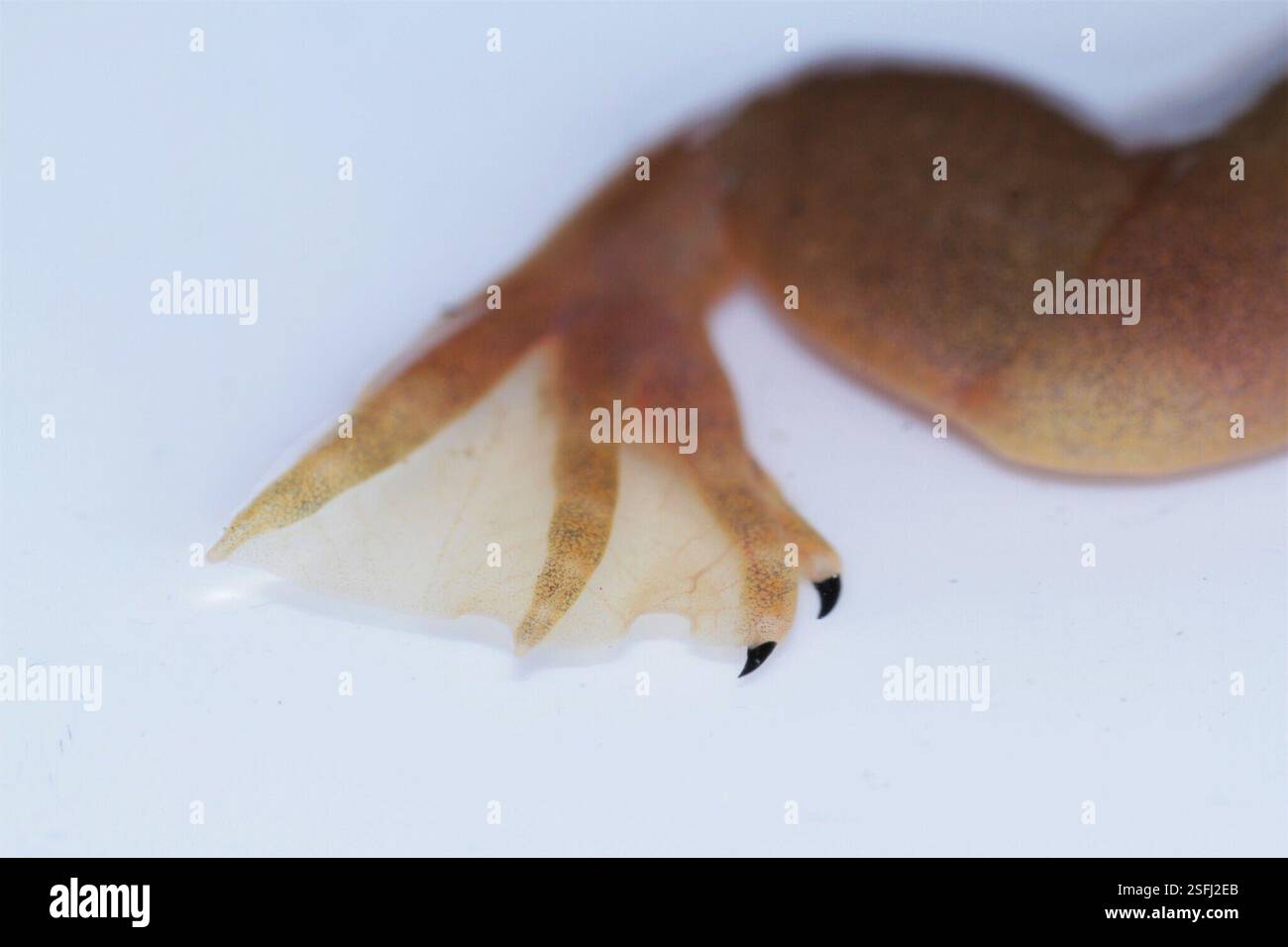 Andre's Clawed Frog (Xenopus andrei), Amphibia, Madingo-Kayes ...