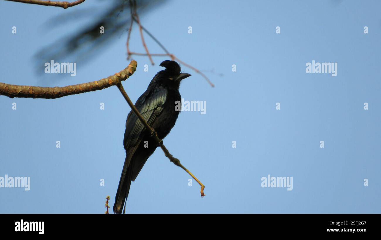Greater Racket-tailed Drongo (Dicrurus paradiseus), Aves, Чианг Май ...