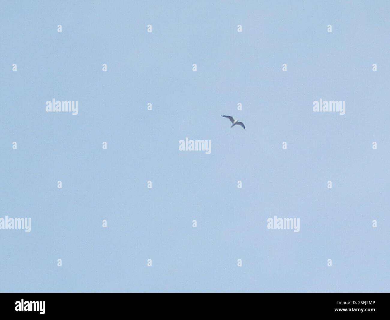 Gulls (Larinae), Aves, Windsor Forest, Savannah, GA, USA, ? flying ...