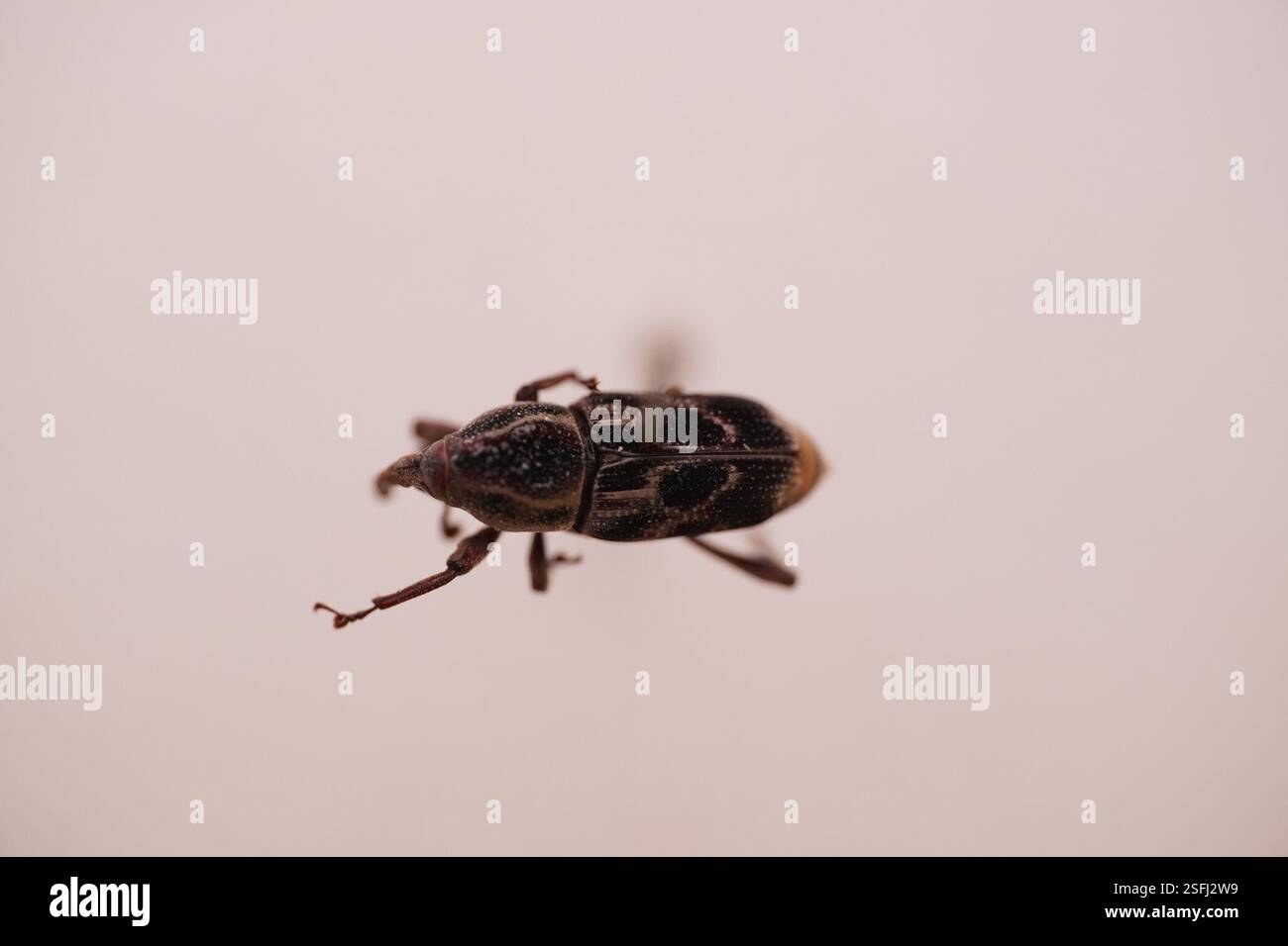(Rhodobaenus cinctus), Insecta, La Unión, Honduras, Photographs taken ...