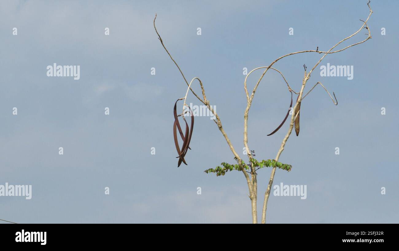 Indian trumpet tree (Oroxylum indicum), Plantae, Краби, Таиланд Stock ...
