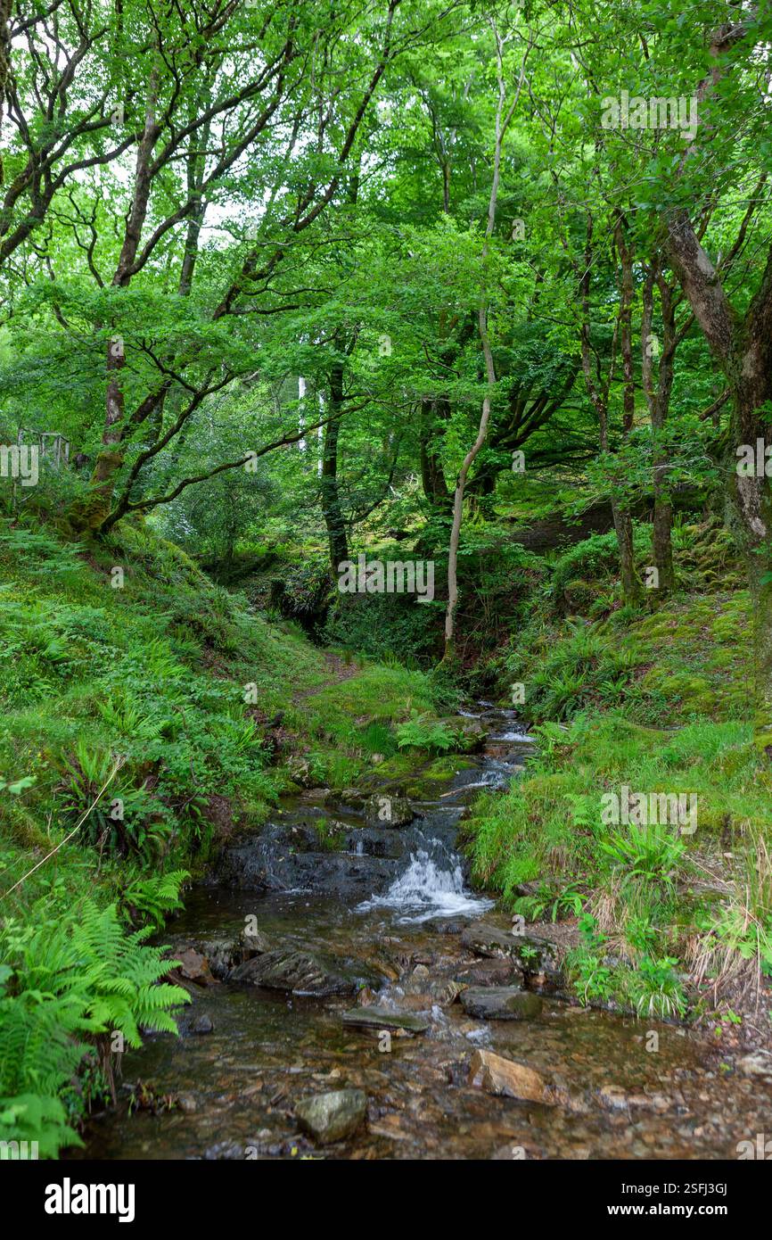 Woodland stream, Coed Llyn y Garnedd, Gwynedd, Wales Stock Photo - Alamy
