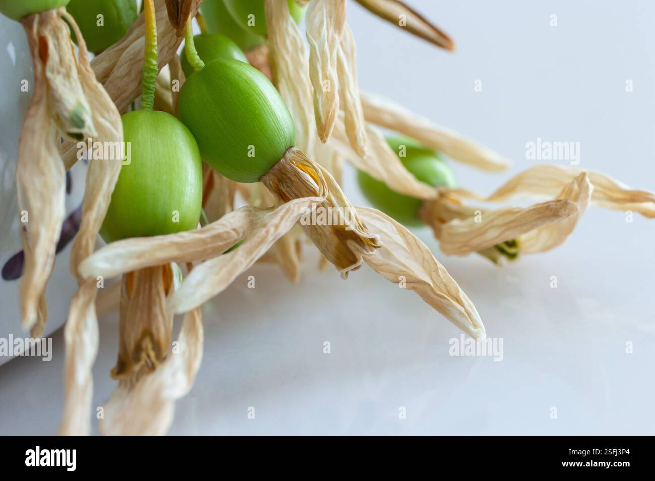 Delicate green pods are intertwined with thin, dried petals on a smooth ...