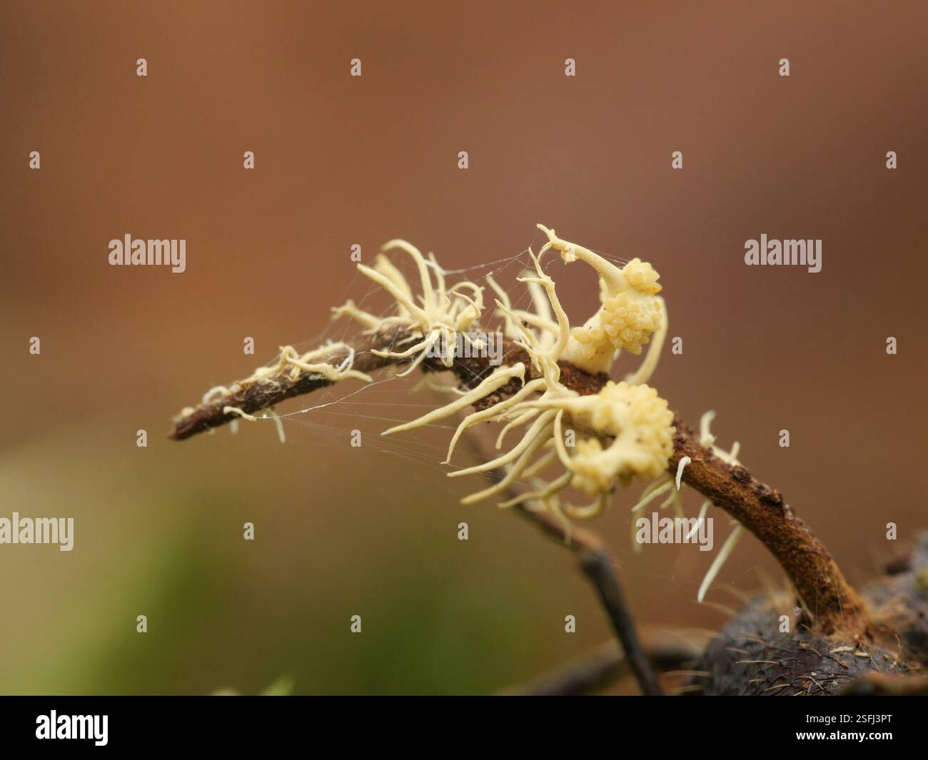 (Ophiocordyceps ponerinarum), Fungi, Eloy Alfaro, Ecuador, Note ...