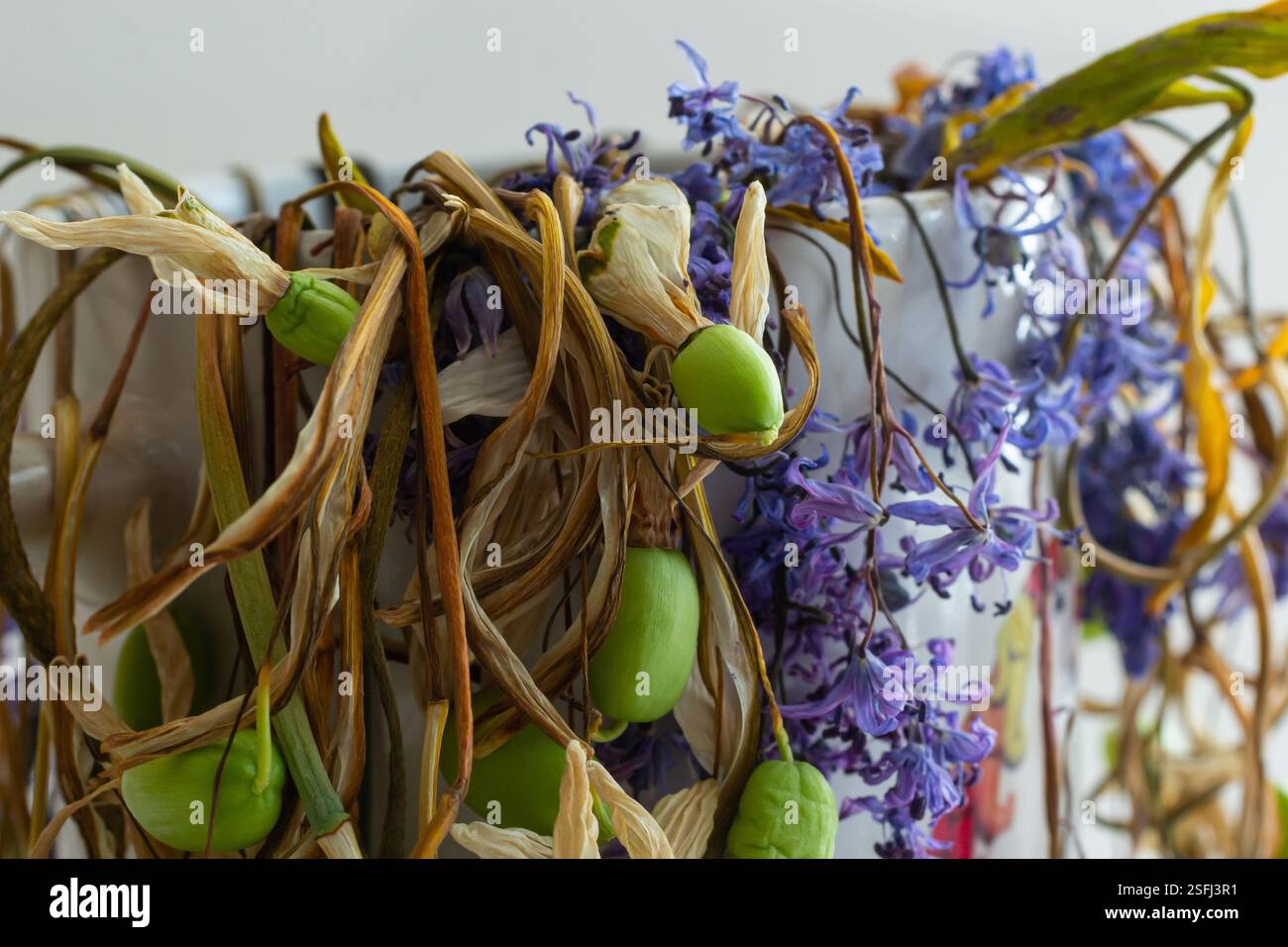 Vivid display of plant elements hi-res stock photography and images - Alamy