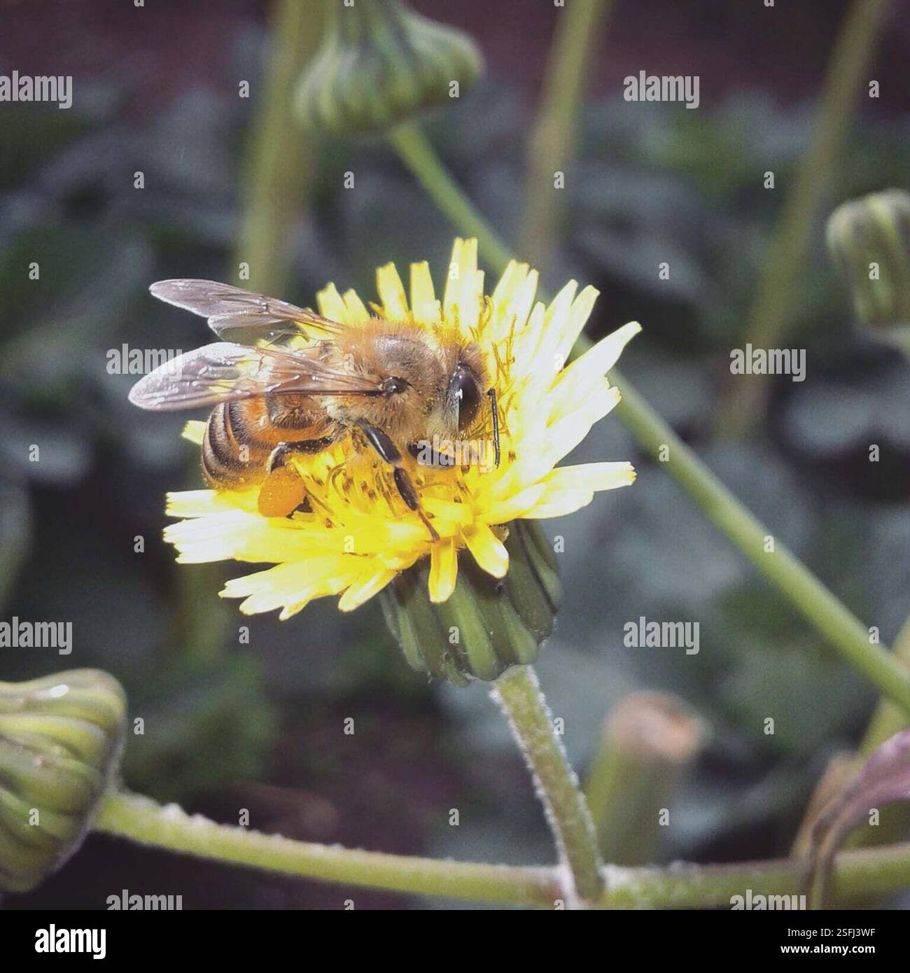 Western Honey Bee (Apis mellifera), Insecta, Humboldt 4000, S2001HYB ...