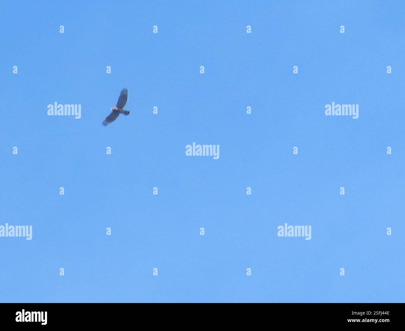 Red-shouldered Hawk (Buteo lineatus), Aves, Savannah, GA, USA Stock ...