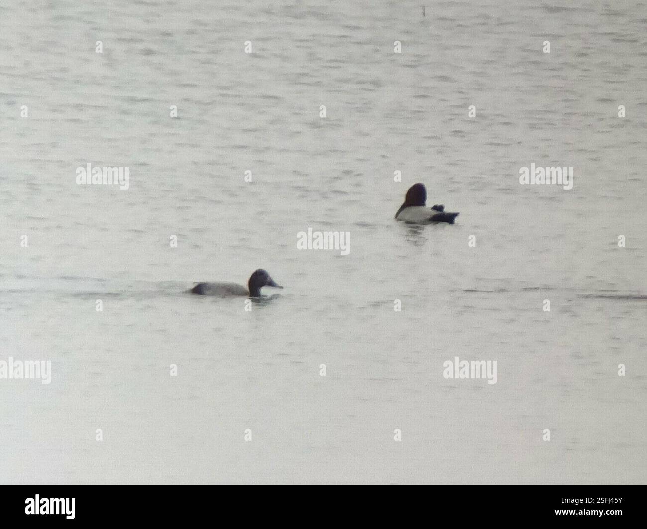 Common Pochard (Aythya ferina), Aves, Chatteris, UK Stock Photo - Alamy