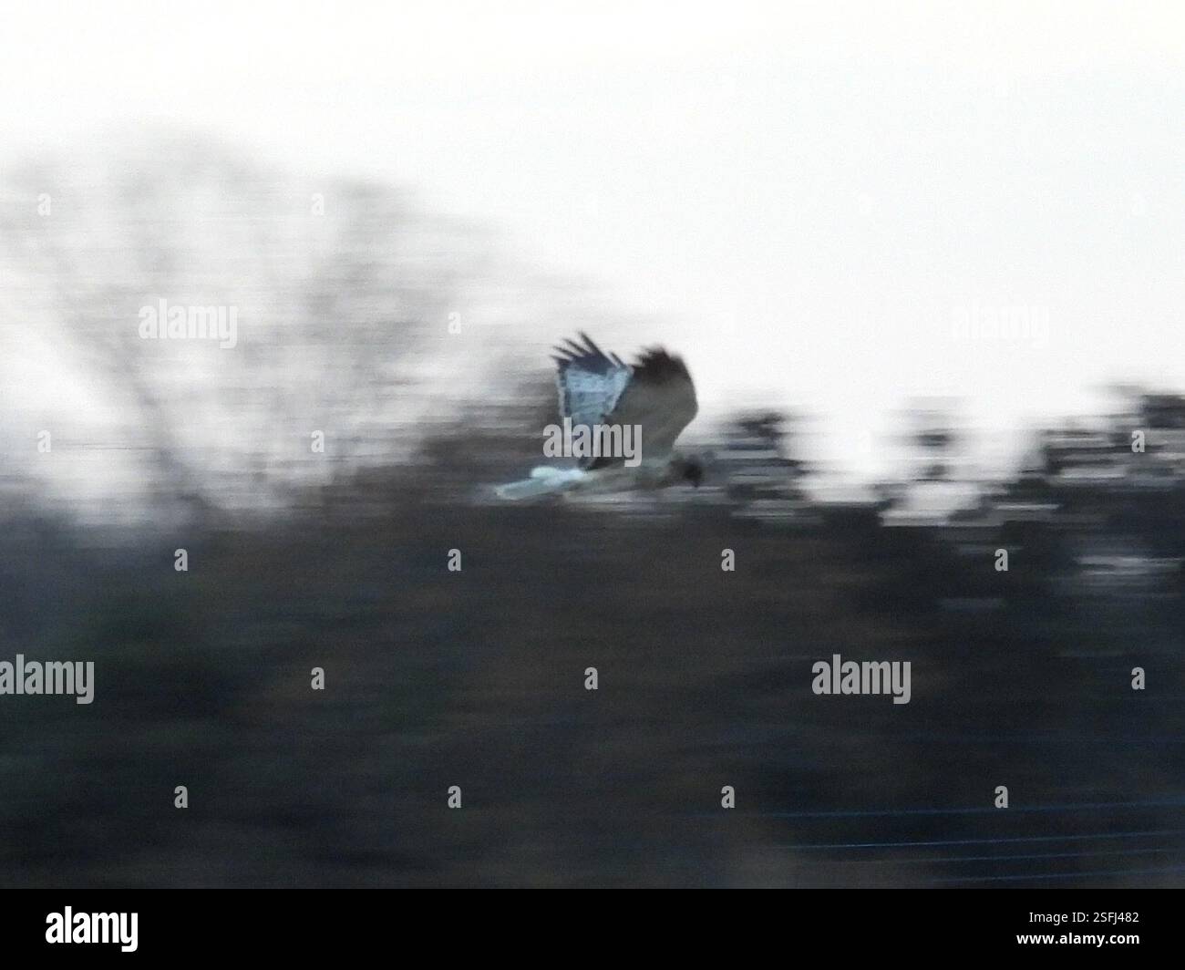 Eastern Marsh Harrier (Circus spilonotus), Aves, Japan Stock Photo - Alamy
