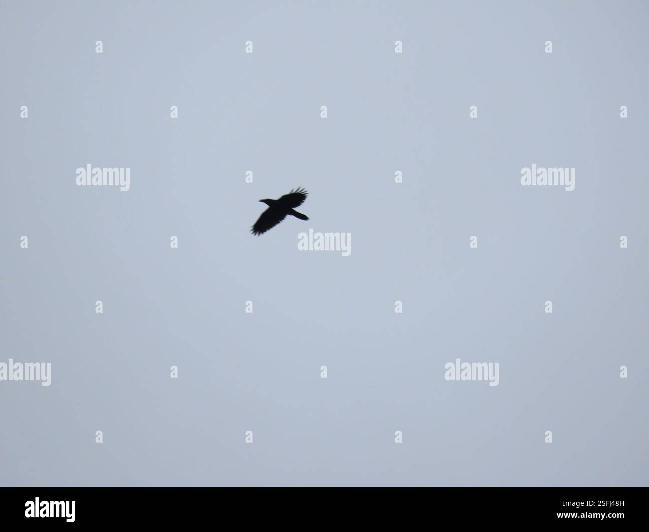 Common Raven (Corvus corax), Aves, Munn Rd, View Royal, BC, CA Stock ...