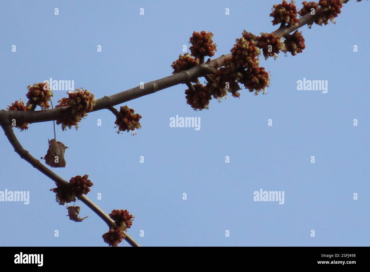 silver maple (Acer saccharinum), Plantae, West Newton, Newton, MA, USA ...