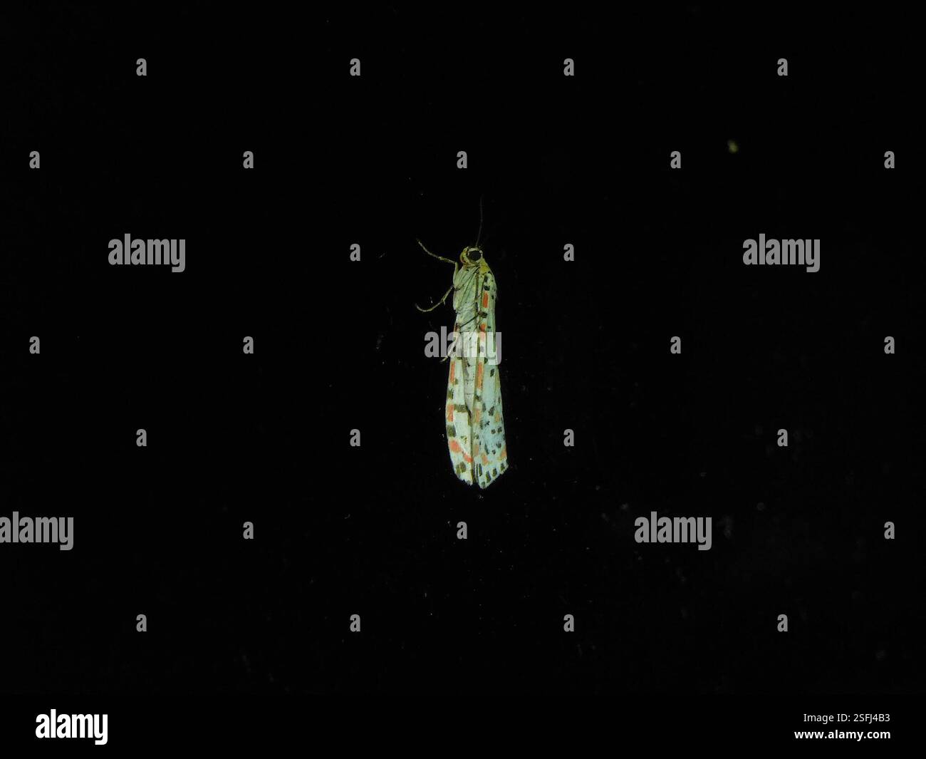 Heliotrope Moth (Utetheisa pulchelloides), Insecta, Hobart TAS ...