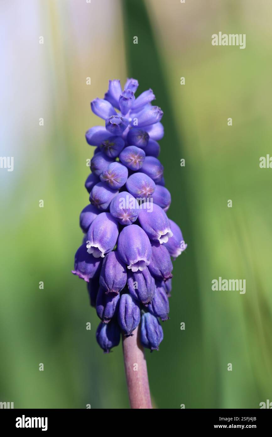 Plante dasperge hi-res stock photography and images - Alamy