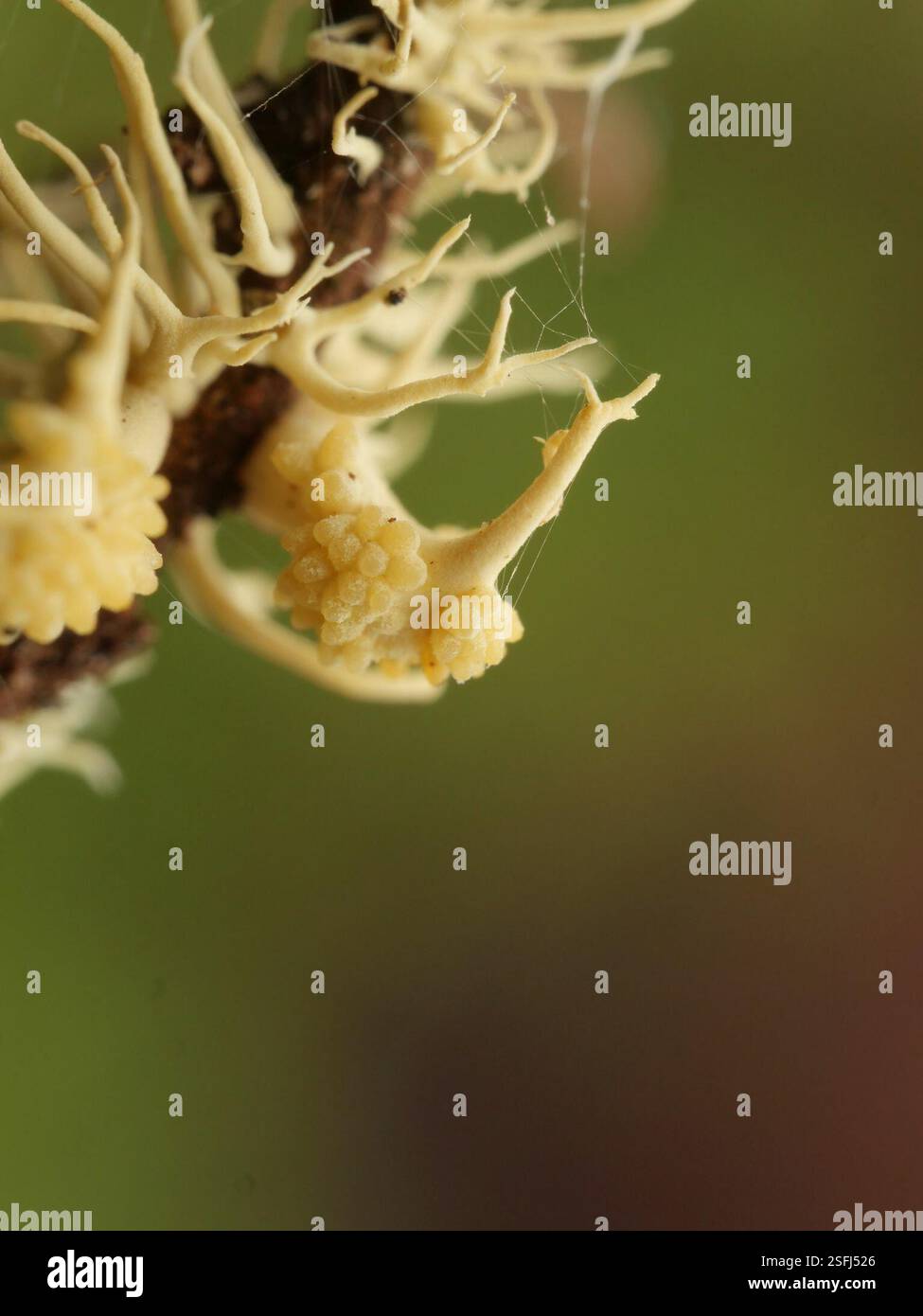 (Ophiocordyceps ponerinarum), Fungi, Eloy Alfaro, Ecuador, Note ...