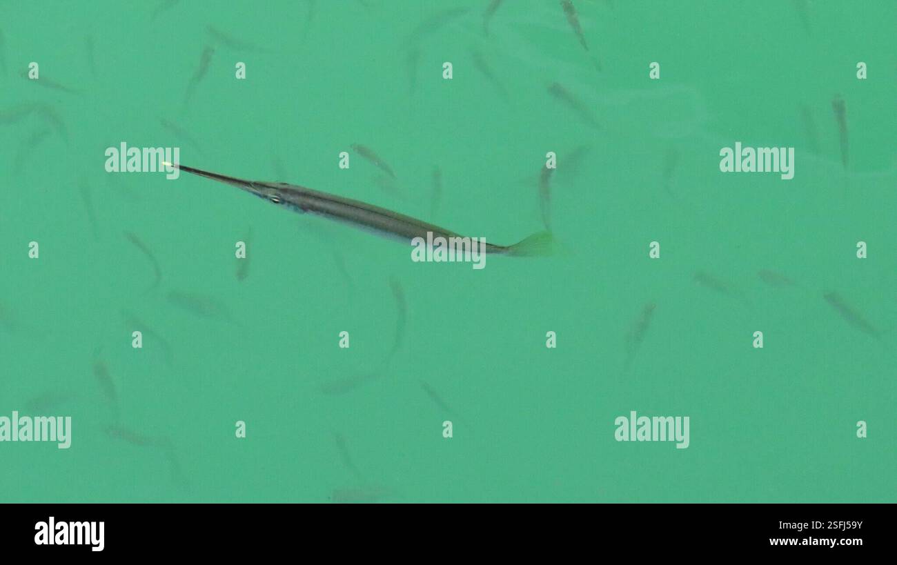 Northern River Garfish (Zenarchopterus buffonis), Actinopterygii ...