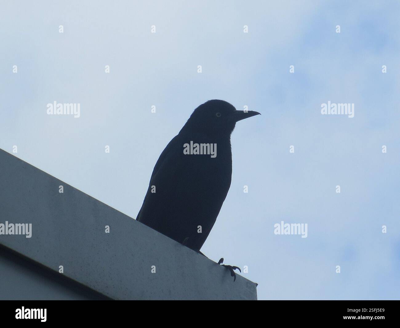 Boat-tailed Grackle (Quiscalus major), Aves, Windsor Forest, Savannah ...