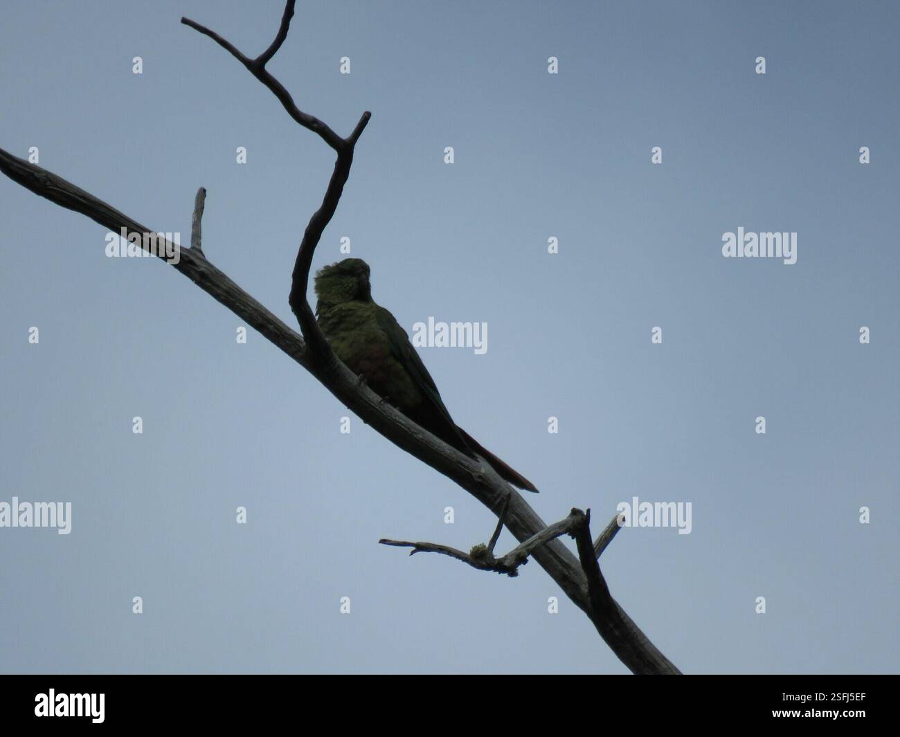 Austral Parakeet (Enicognathus ferrugineus), Aves, Ushuaia, Tierra del ...