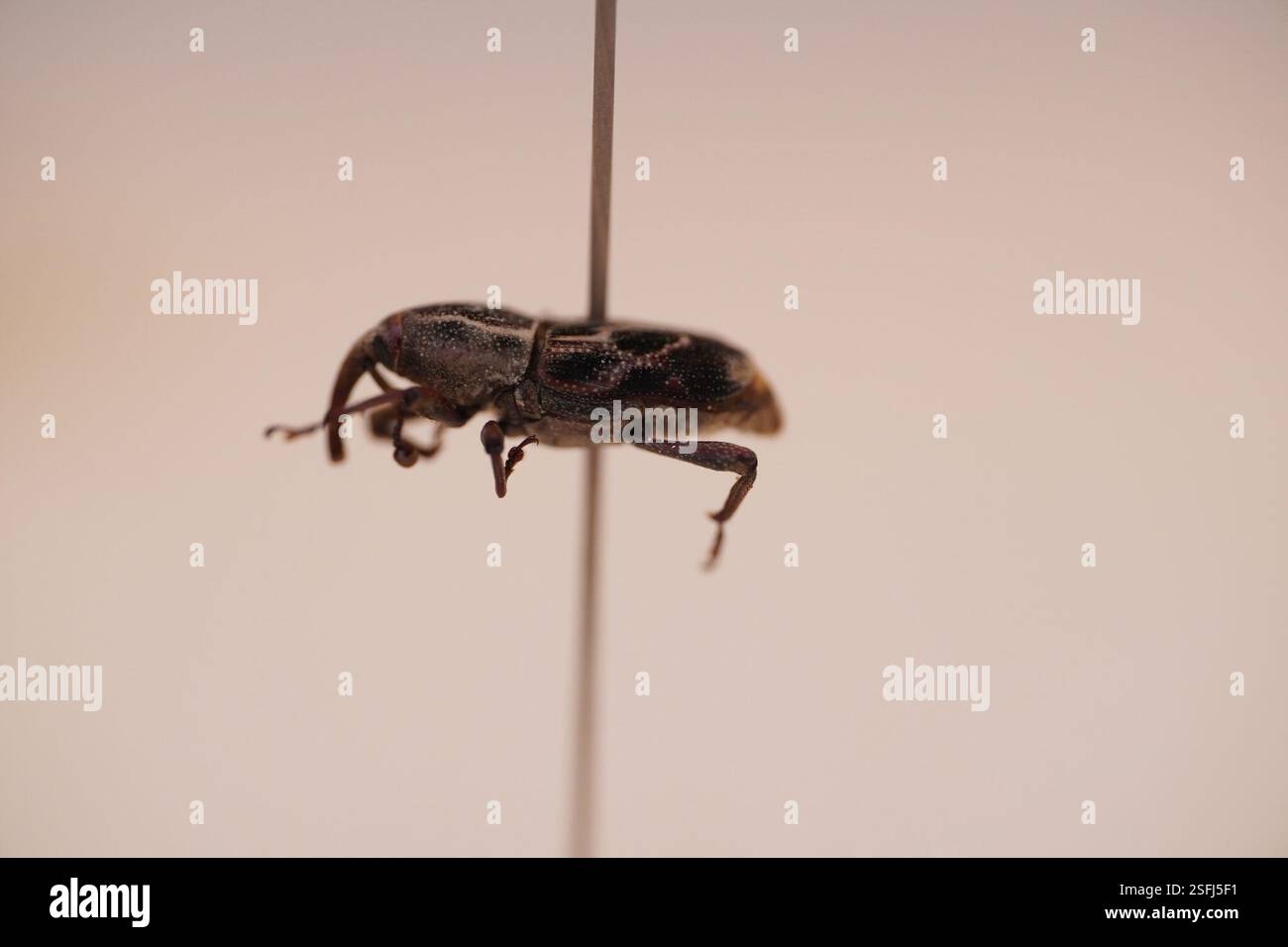(Rhodobaenus cinctus), Insecta, La Unión, Honduras, Photographs taken ...