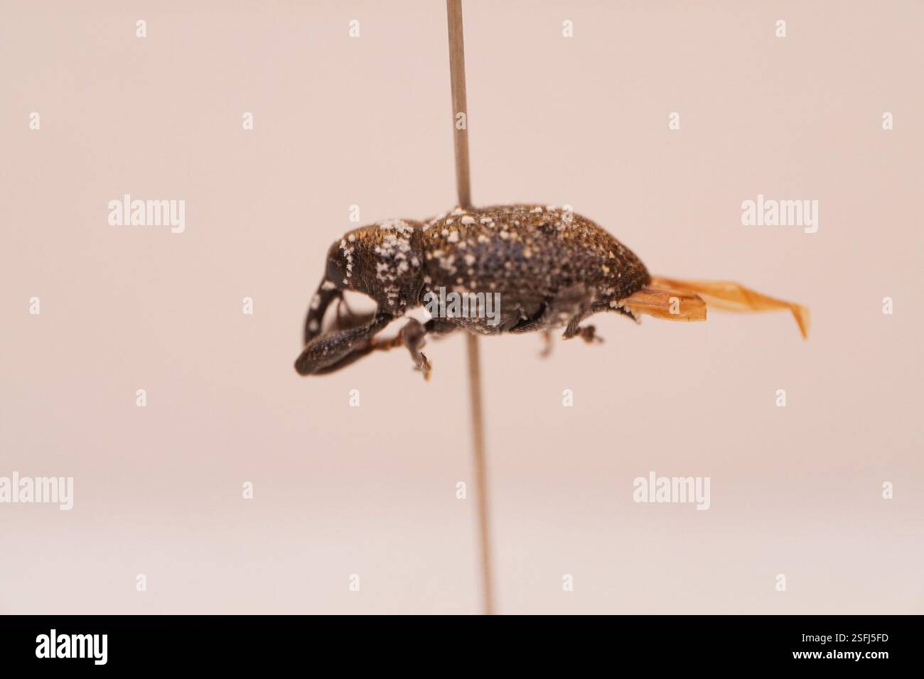 True Weevils (Curculionidae), Insecta, Limón Province, Costa Rica ...