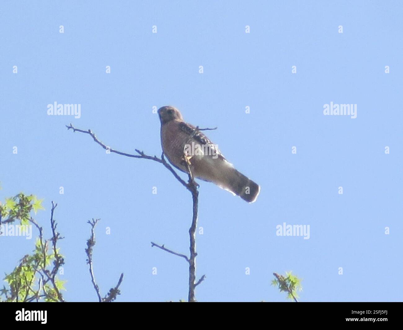 Red-shouldered Hawk (Buteo lineatus), Aves, Windsor Forest, Savannah ...