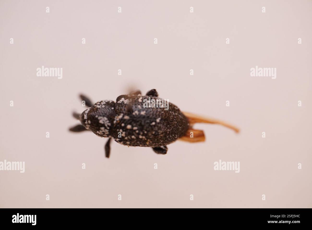 True Weevils (Curculionidae), Insecta, Limón Province, Costa Rica ...