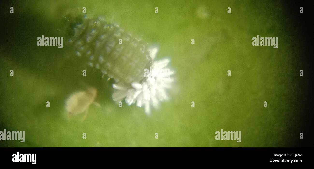 Lady, Fungus, Scavenger, and Bark Beetles (Coccinelloidea), Insecta ...