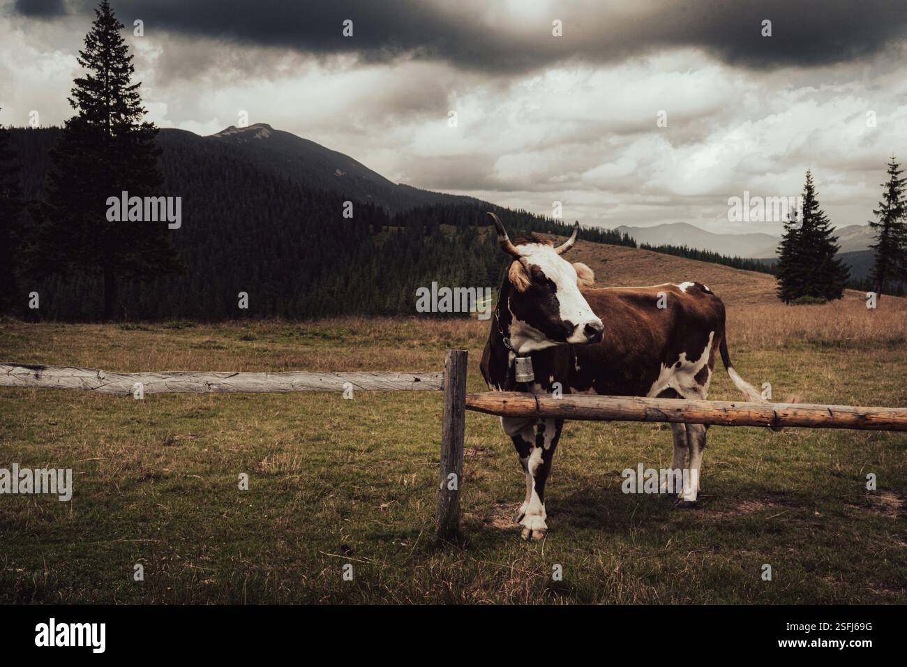 This peaceful scene captures a cow in a quiet field, with storm clouds ...