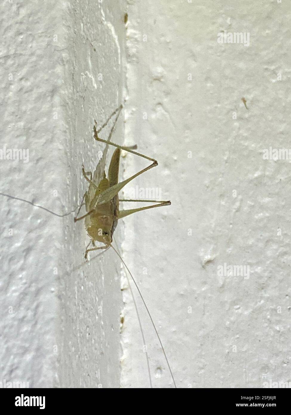 Spotted Meadow Katydid (Conocephalus maculatus), Insecta, Хуахин ...
