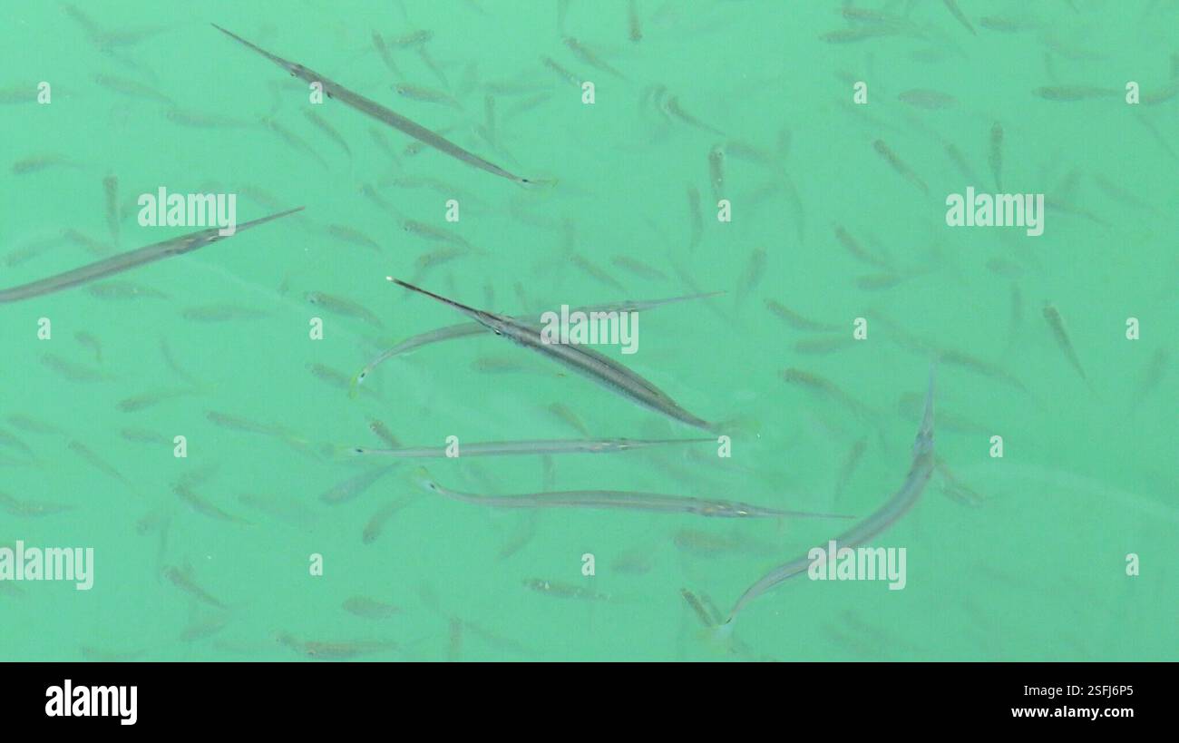 Northern River Garfish (Zenarchopterus buffonis), Actinopterygii ...