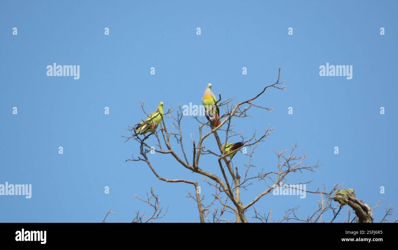 Pink-necked Green-Pigeon (Treron vernans), Aves, Краби, Таиланд Stock ...