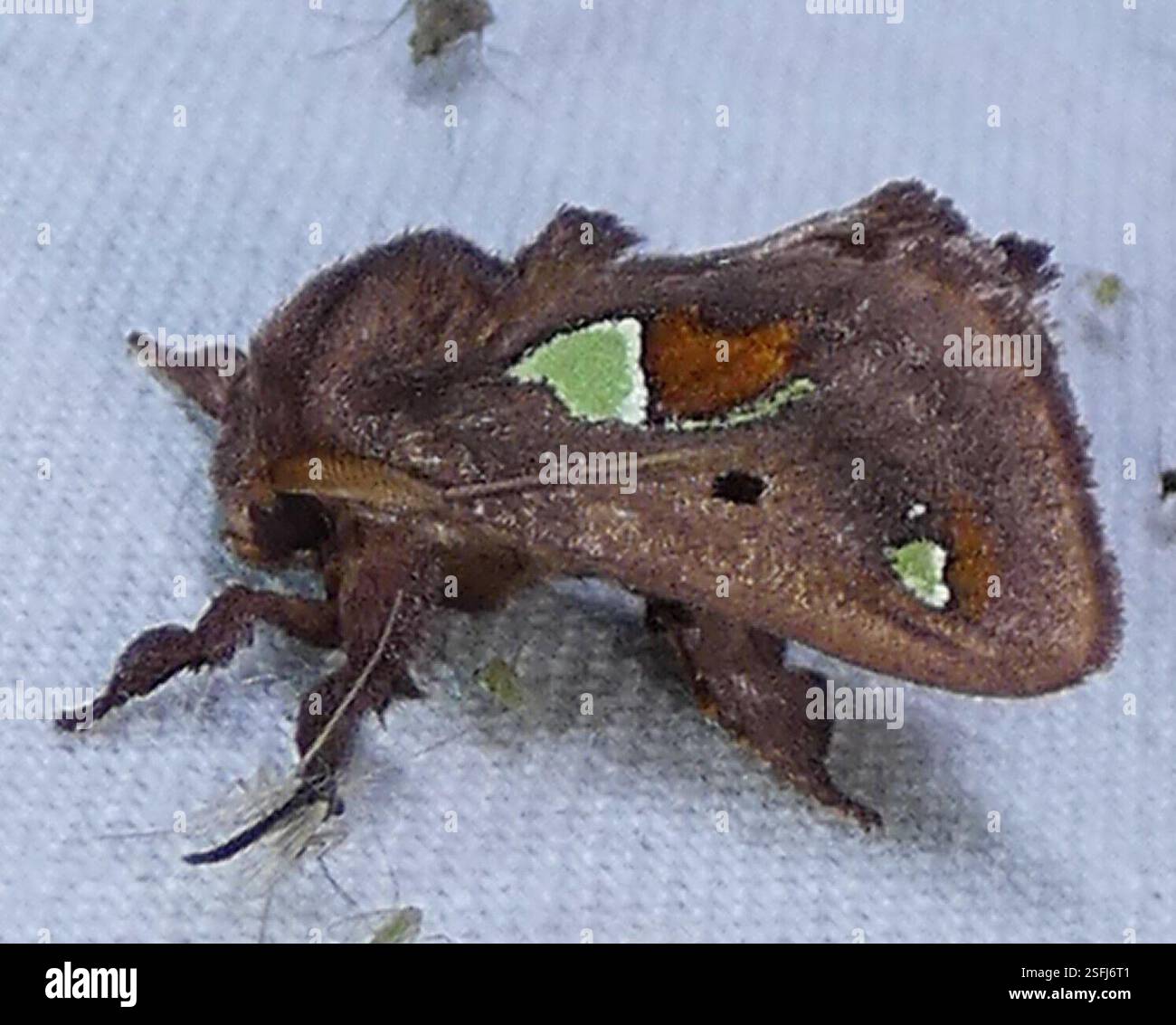 Spiny Oak-slug Moth (Euclea delphinii), Insecta, River Rd. Preserve ...