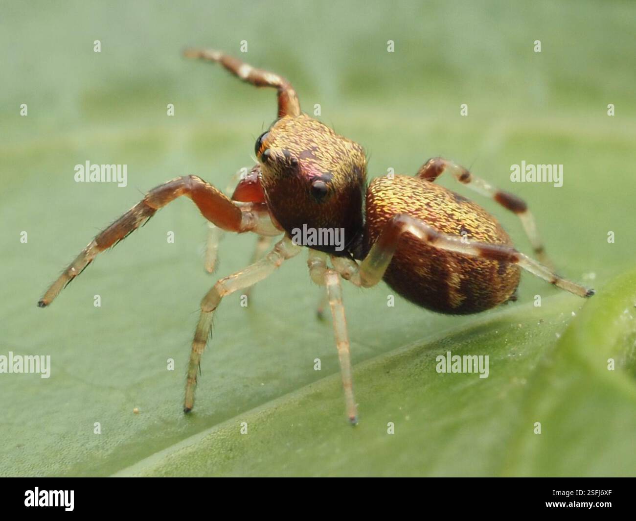 (Zygoballus), Arachnida, Stann Creek District, Belize, H97. First 5 ...
