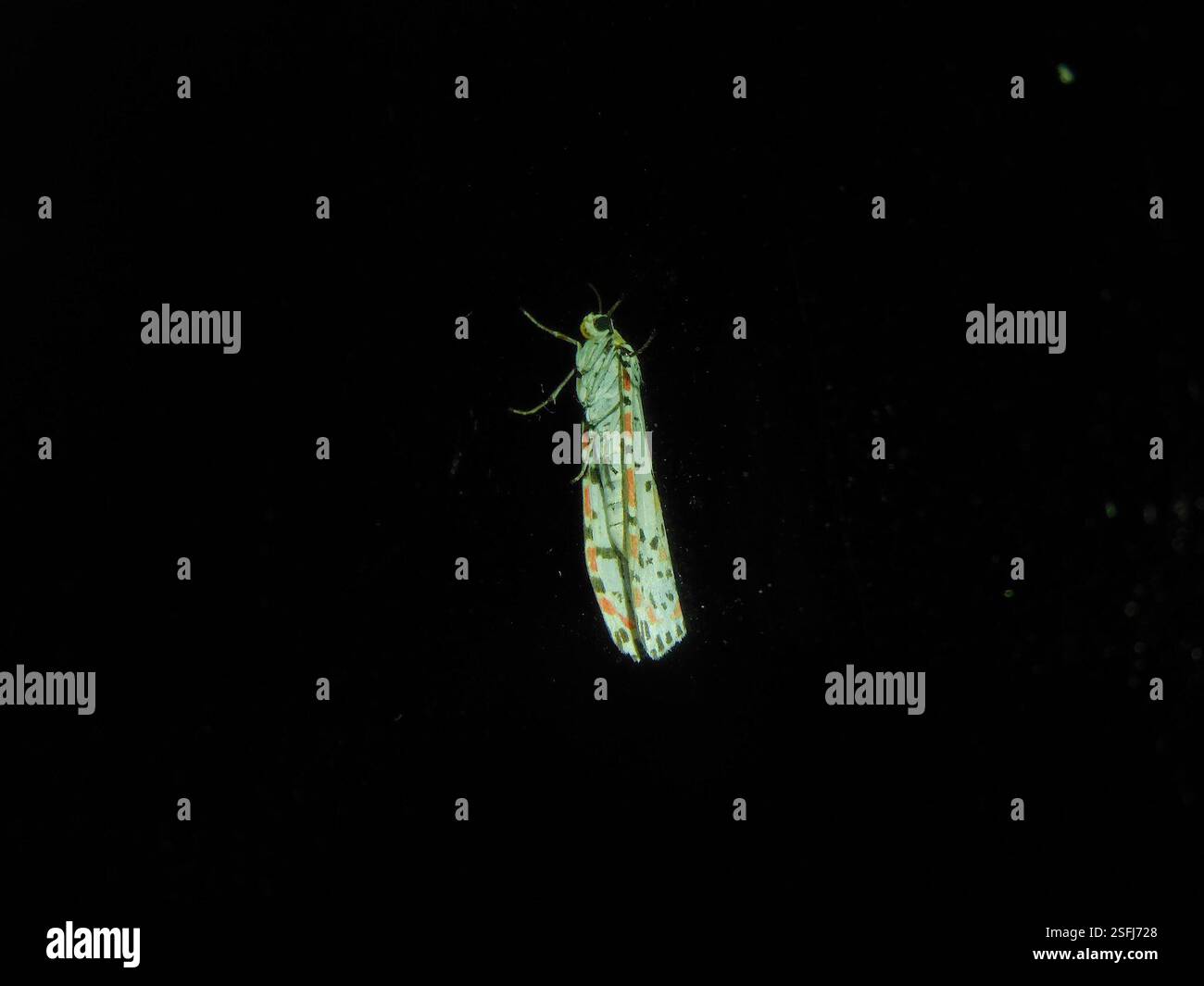 Heliotrope Moth (Utetheisa pulchelloides), Insecta, Hobart TAS ...