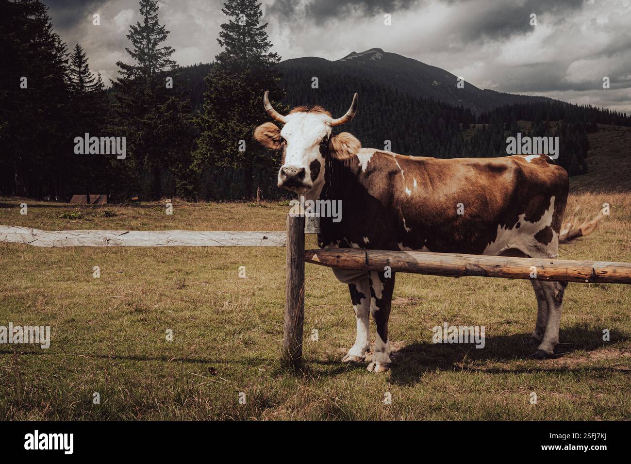 This peaceful scene captures a cow in a quiet field, with storm clouds ...