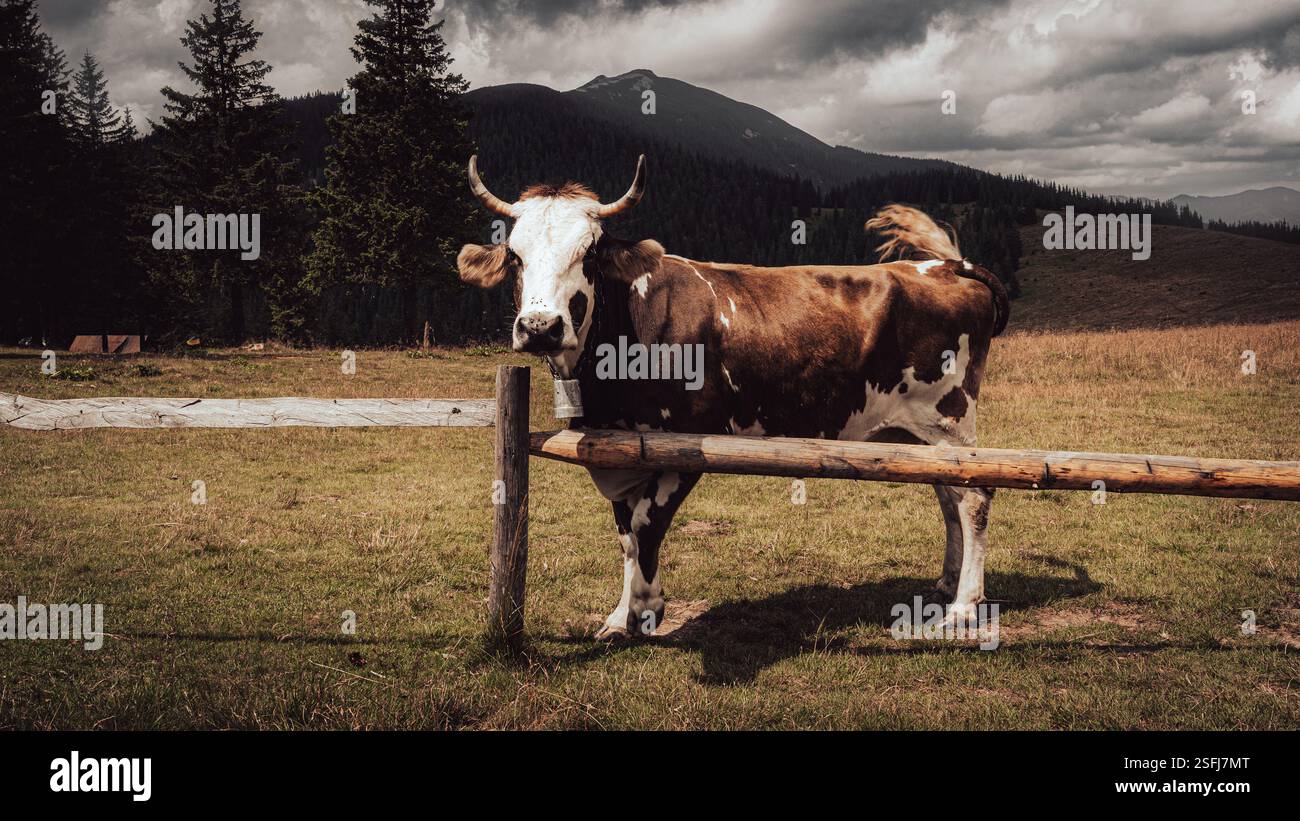 This peaceful scene captures a cow in a quiet field, with storm clouds ...