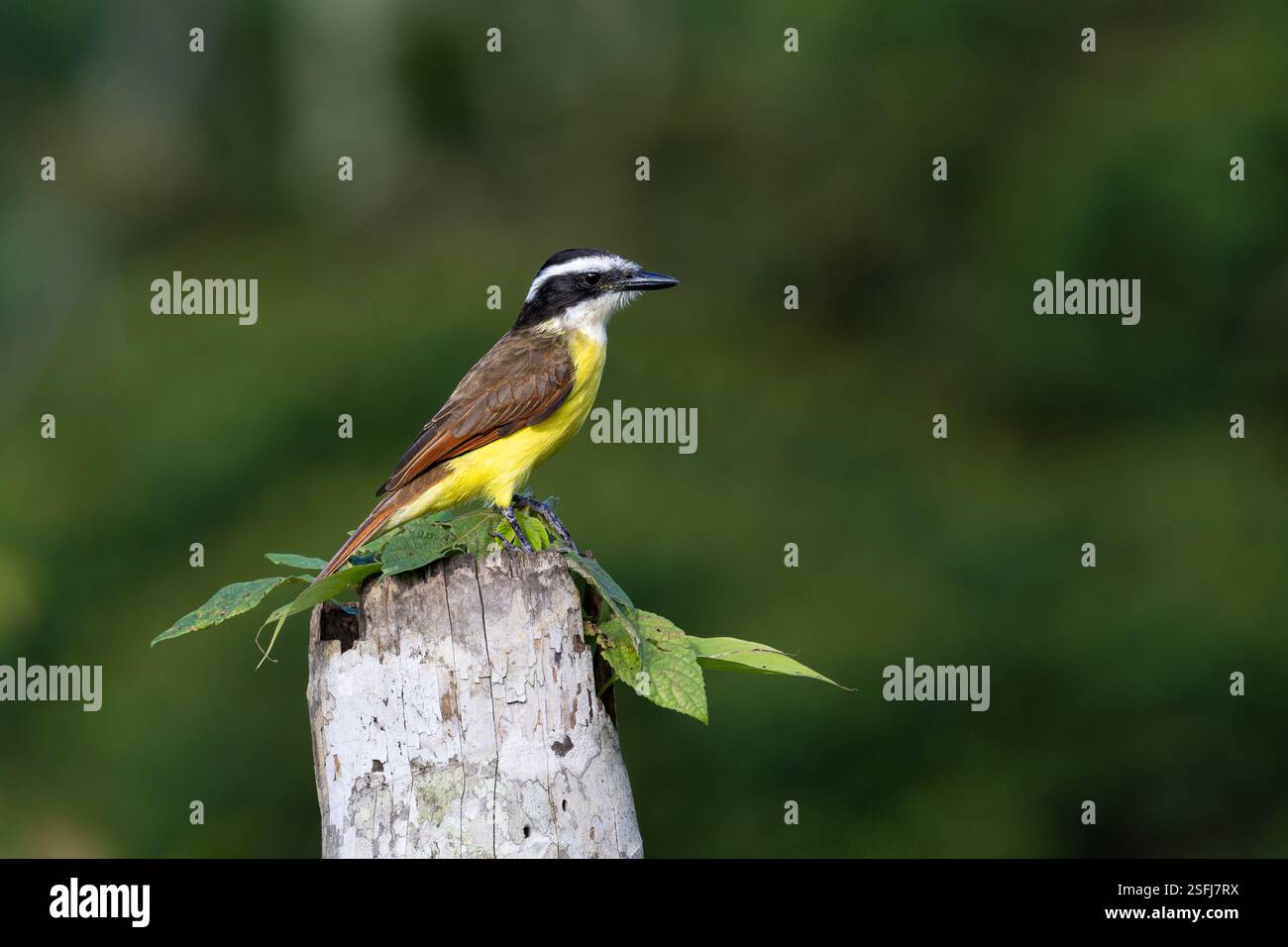 The great kiskadee, Pitangus sulphuratus, called bem-te-vi, pitogue etc ...